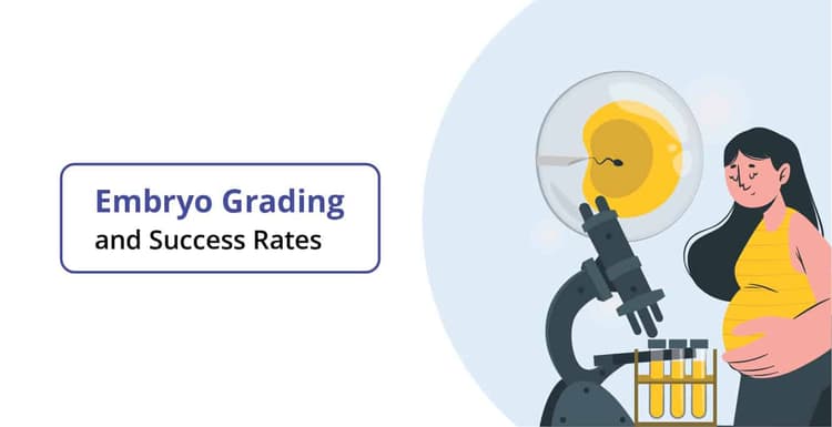 Embryo Grading in IVF: Meaning, Process & Success Rates